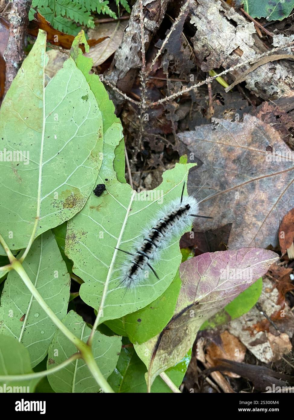 Hickory Tussock Moth (Lophocampa caryae Stock Photo - Alamy