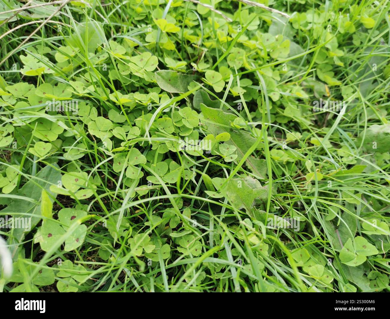 Spotted medick (Medicago arabica Stock Photo - Alamy