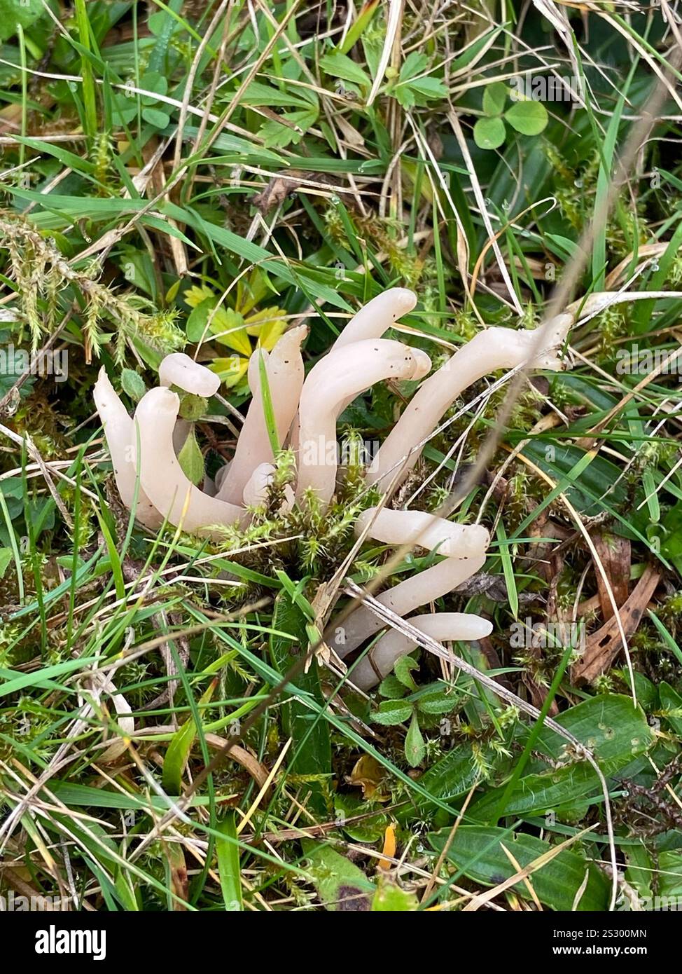 Smoky Spindles (Clavaria fumosa Stock Photo - Alamy