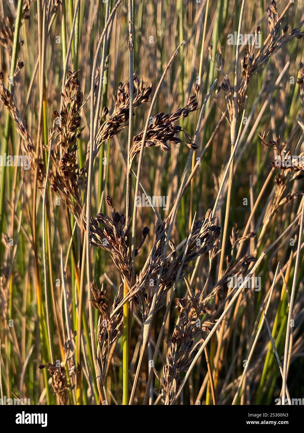 Hard Rush (Juncus inflexus Stock Photo - Alamy