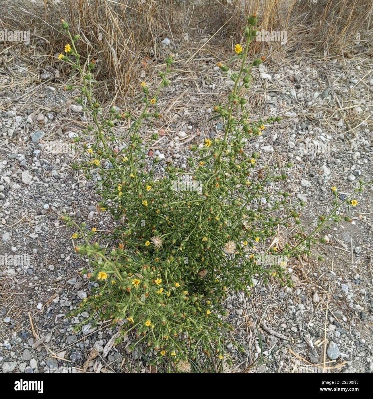 Stinkwort (Dittrichia graveolens Stock Photo - Alamy