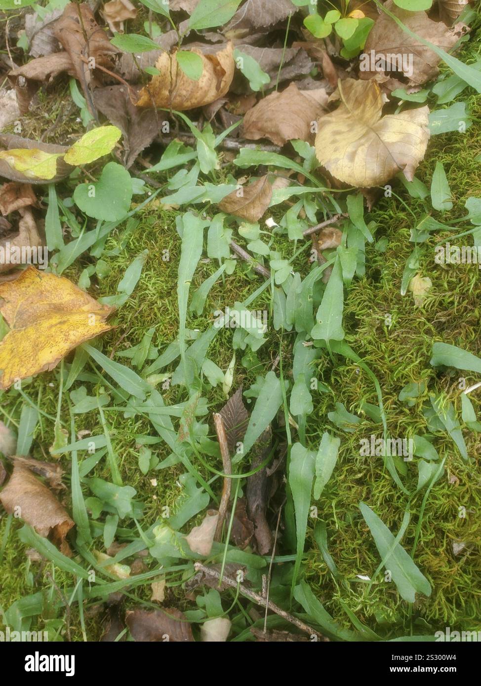 walking fern (Asplenium rhizophyllum Stock Photo - Alamy