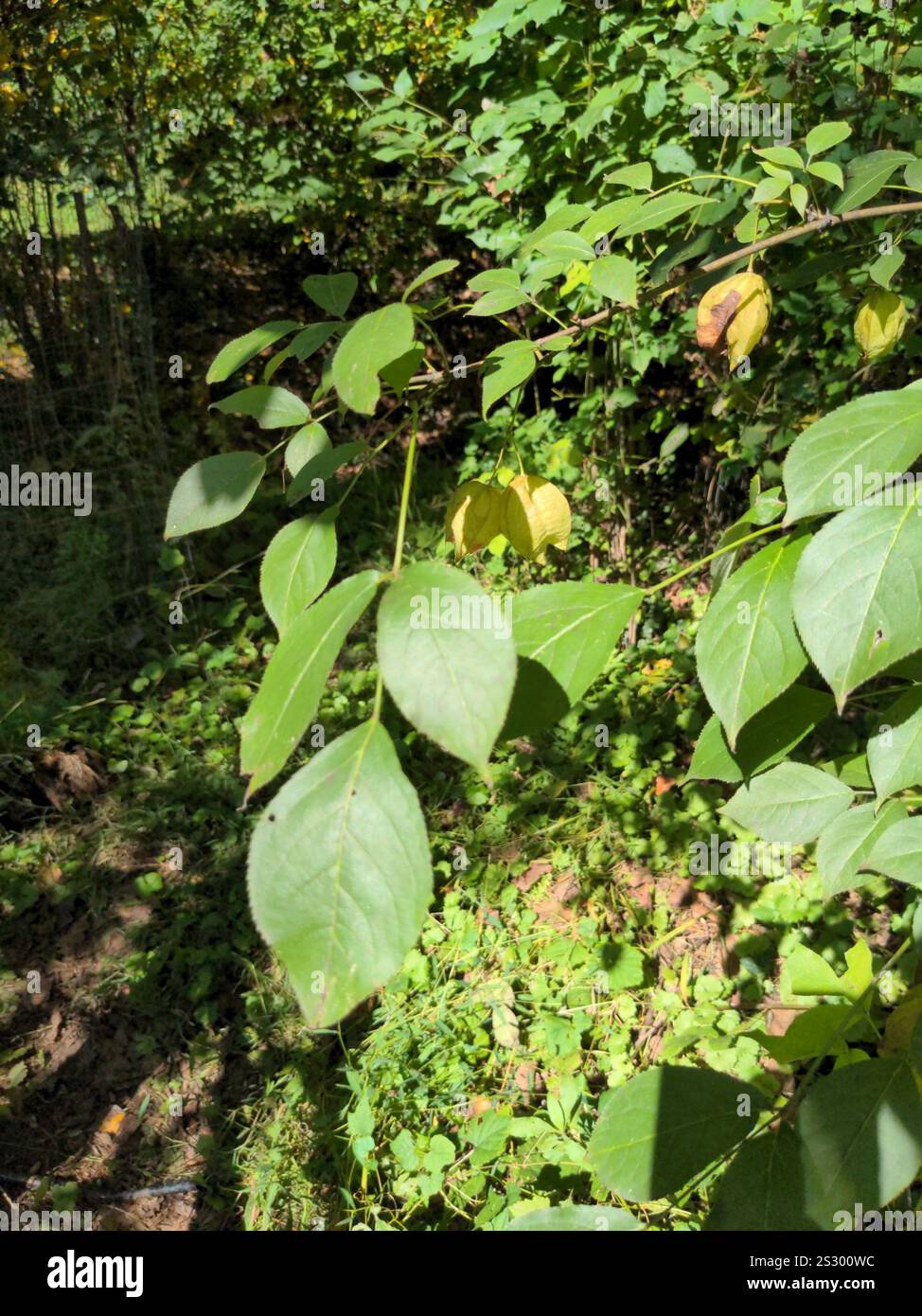 American bladdernut (Staphylea trifolia Stock Photo - Alamy