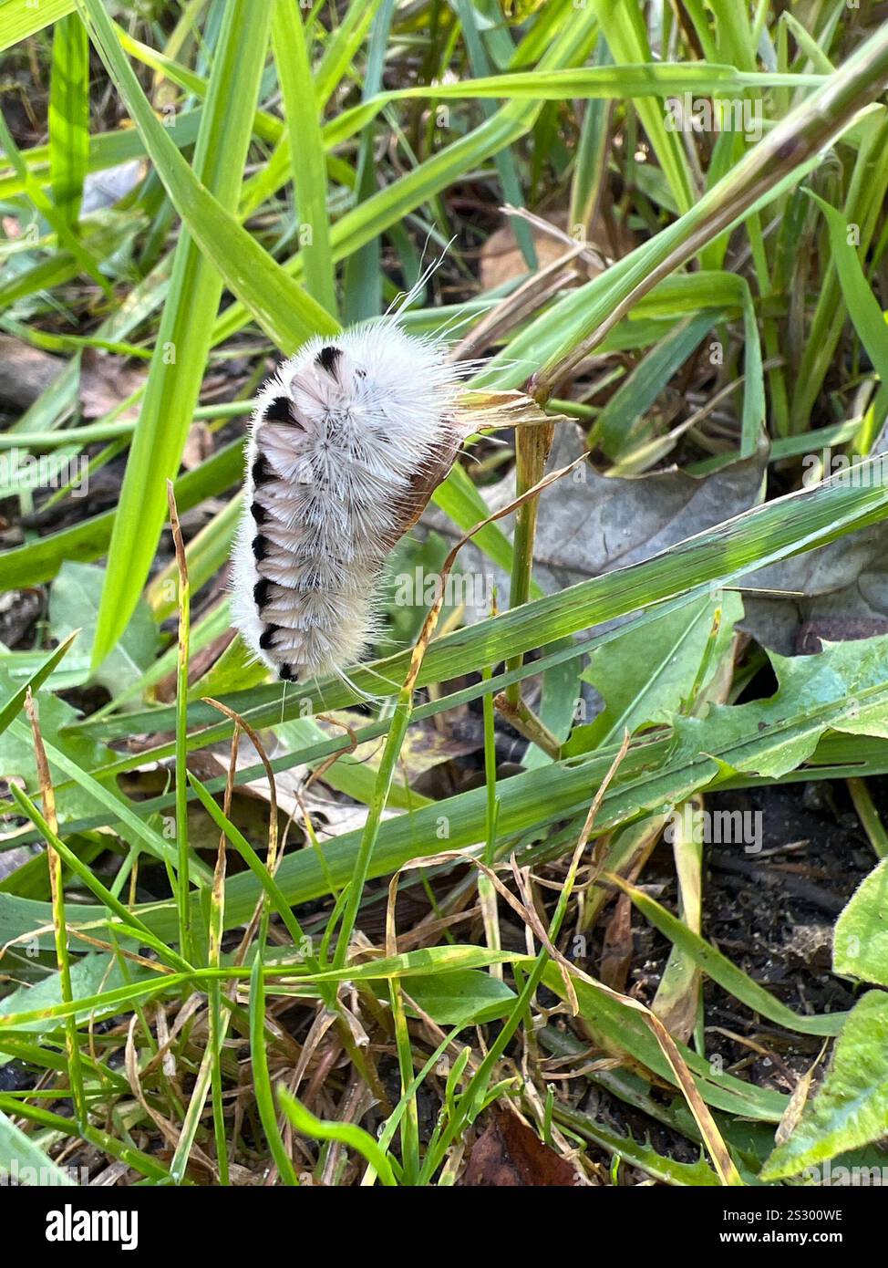 Hickory Tussock Moth (Lophocampa caryae Stock Photo - Alamy