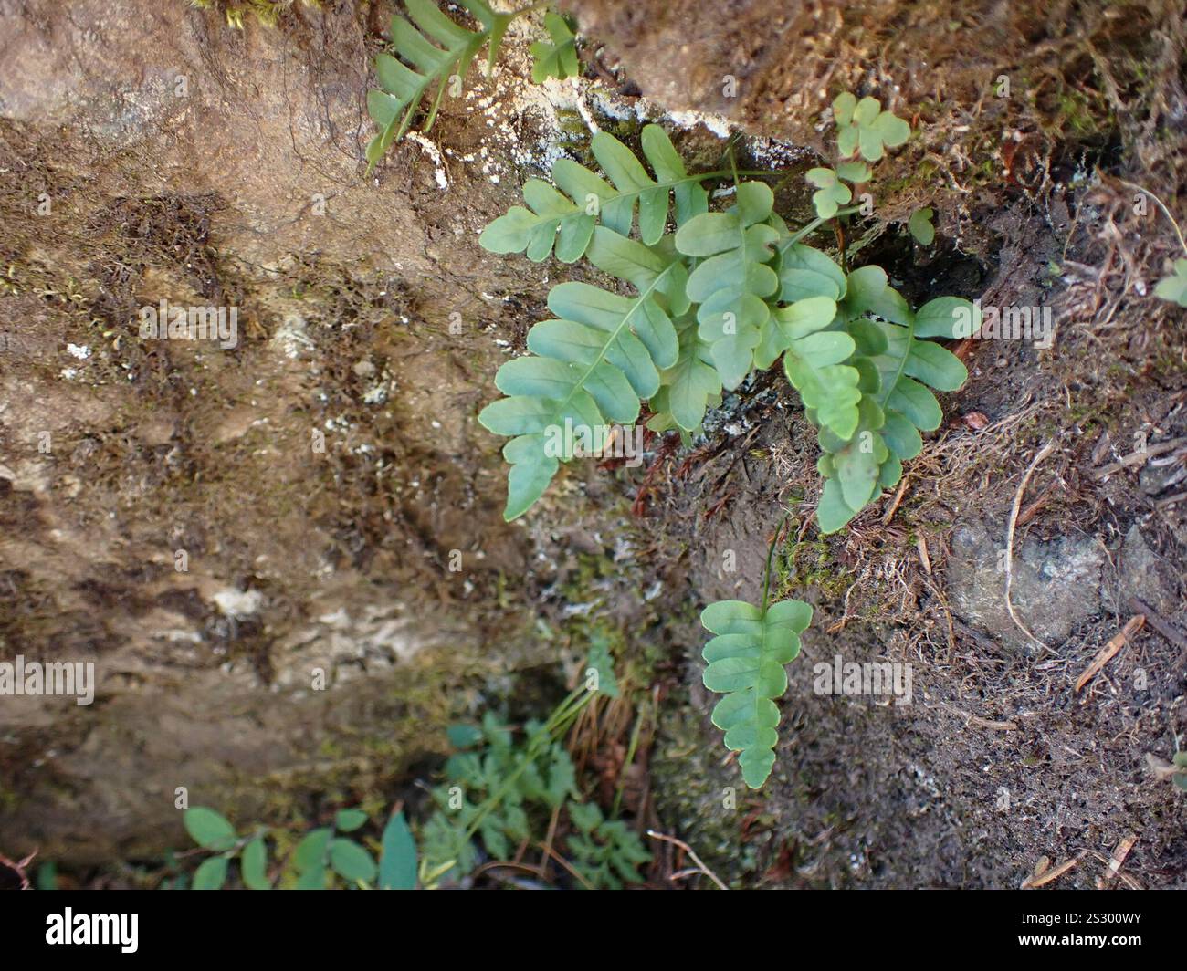 irregular polypody (Polypodium amorphum Stock Photo - Alamy