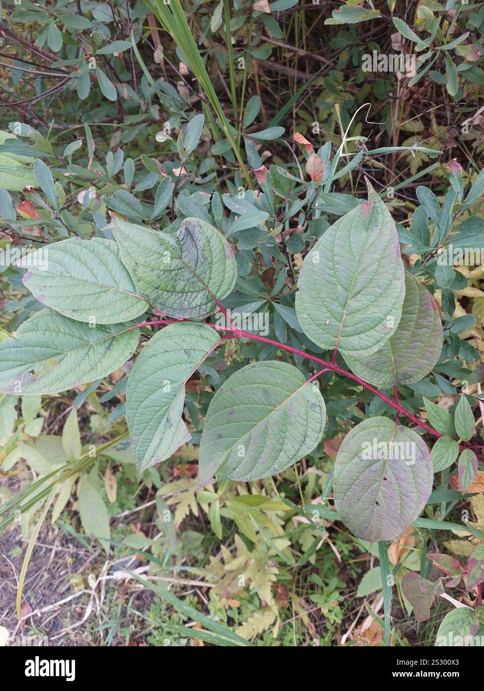 red osier dogwood (Cornus sericea Stock Photo - Alamy
