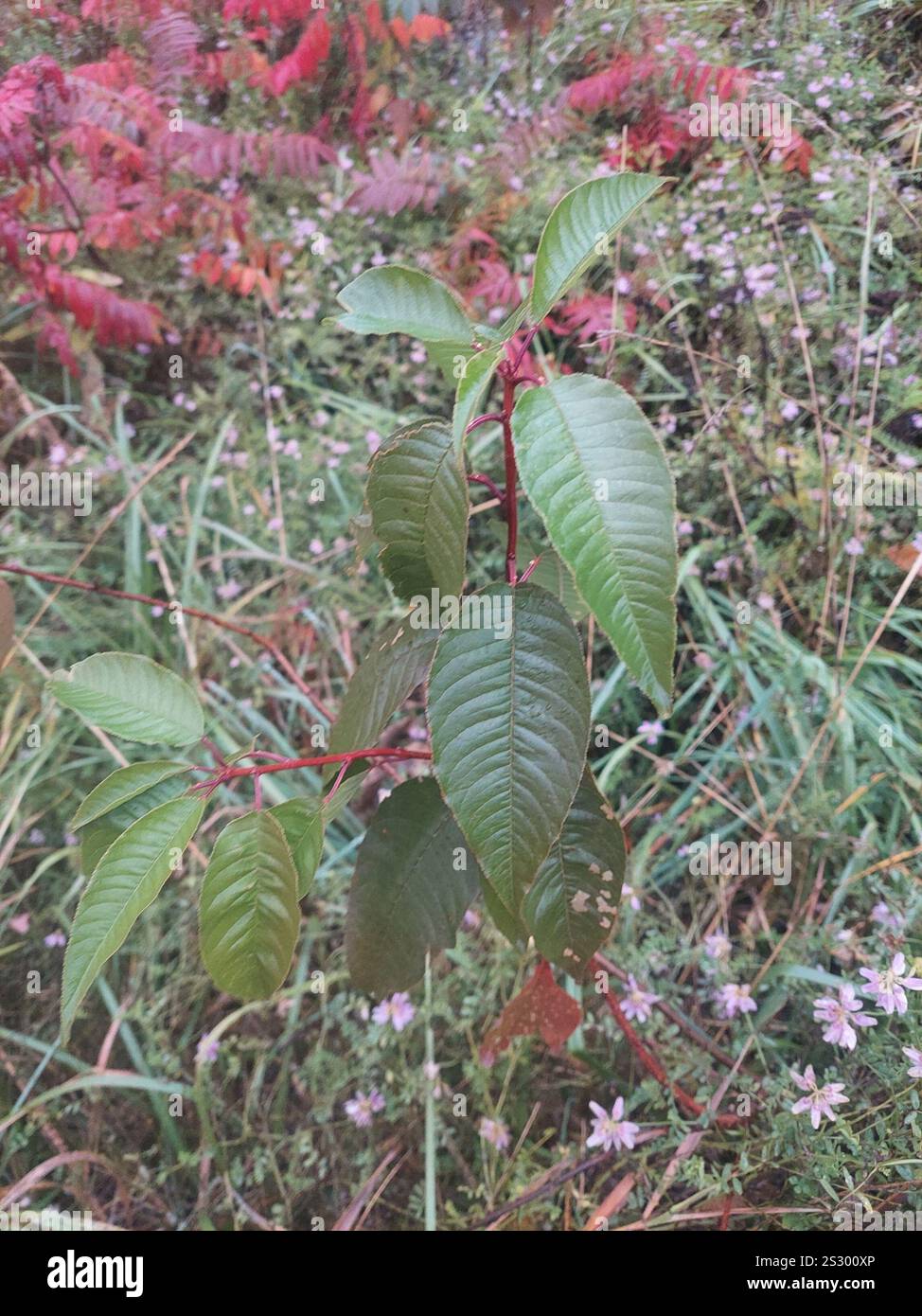 fire cherry (Prunus pensylvanica Stock Photo - Alamy