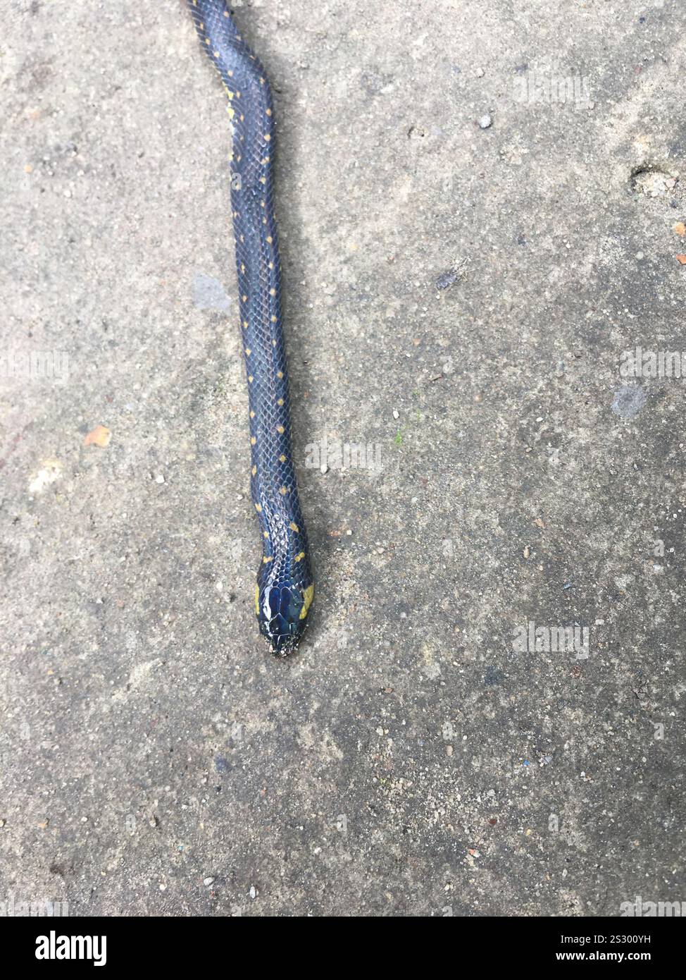 Thickhead Ground Snake (Atractus crassicaudatus Stock Photo - Alamy