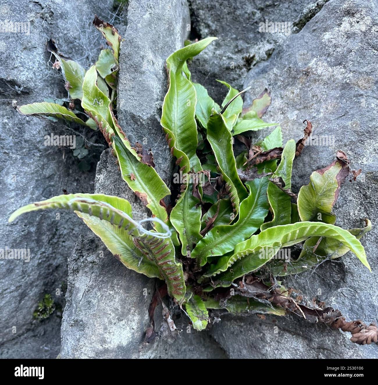 Hart's-tongue fern (Asplenium scolopendrium Stock Photo - Alamy