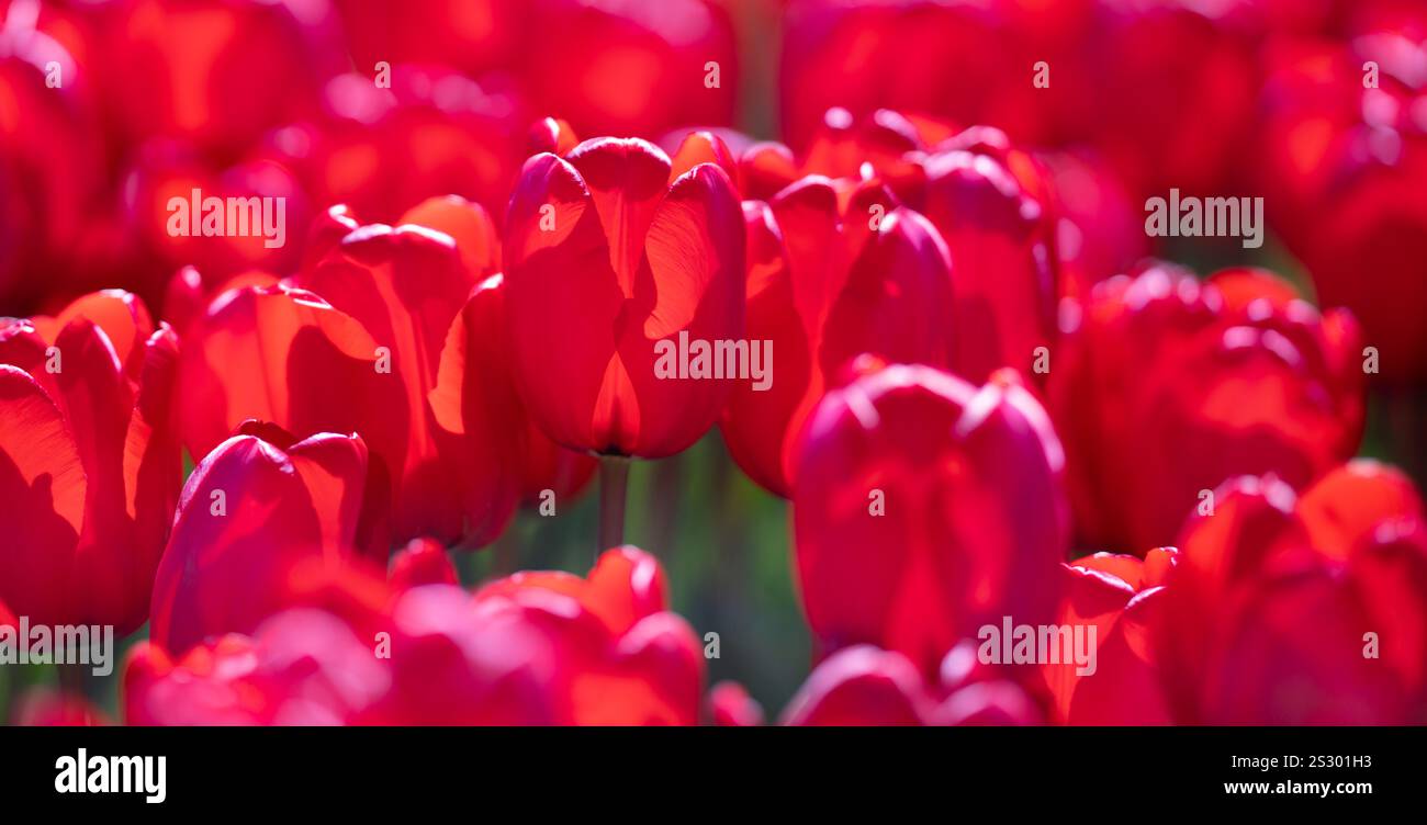 Tender Tulips. Amazing sensual bright tulip flowers blooming in the garden at sunny spring day ...