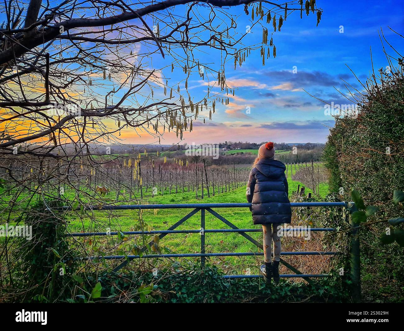 Kent countryside vineyard walk Stock Photo - Alamy