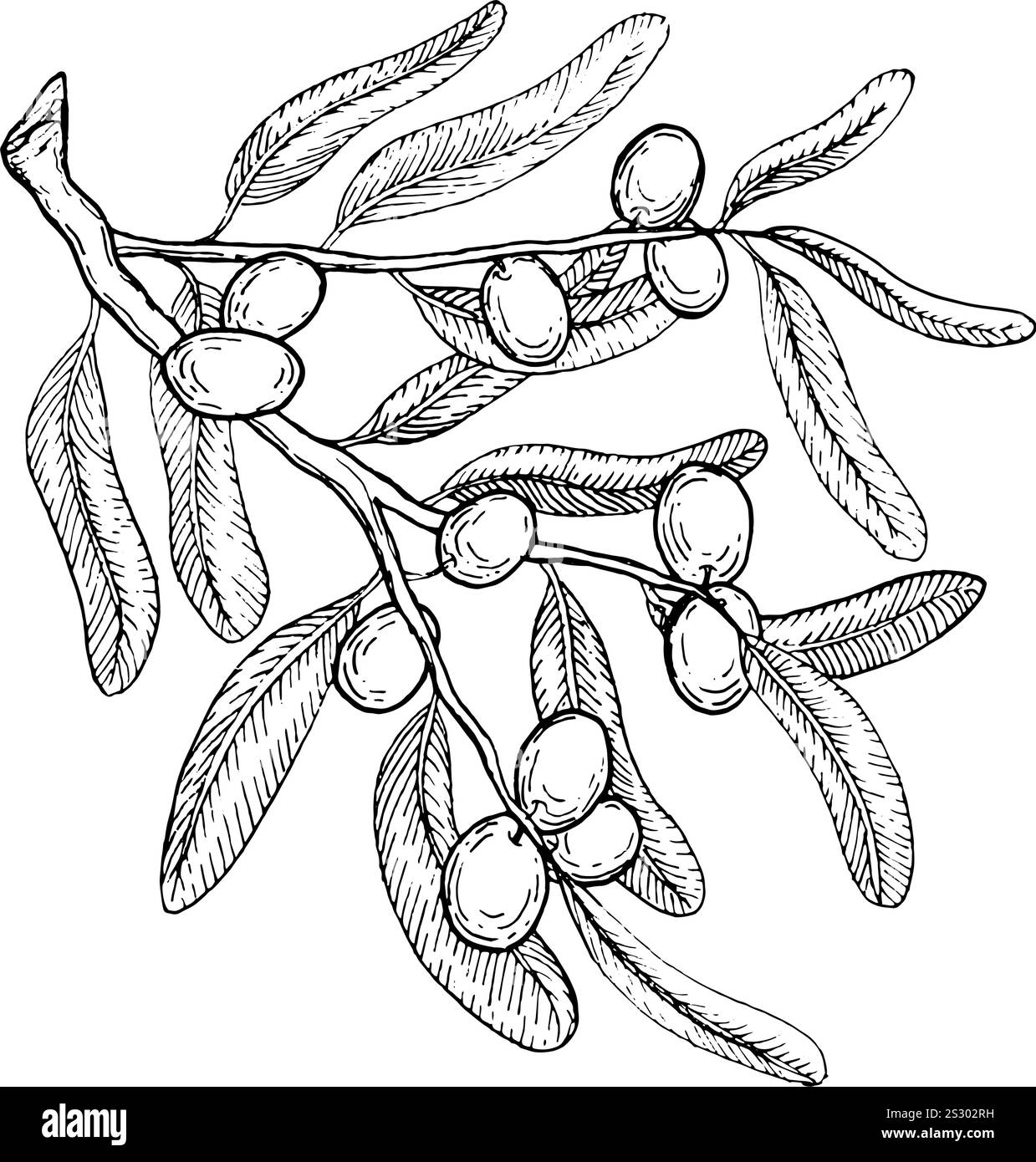 Olive branch and olives with and without pits, black and white drawing ...