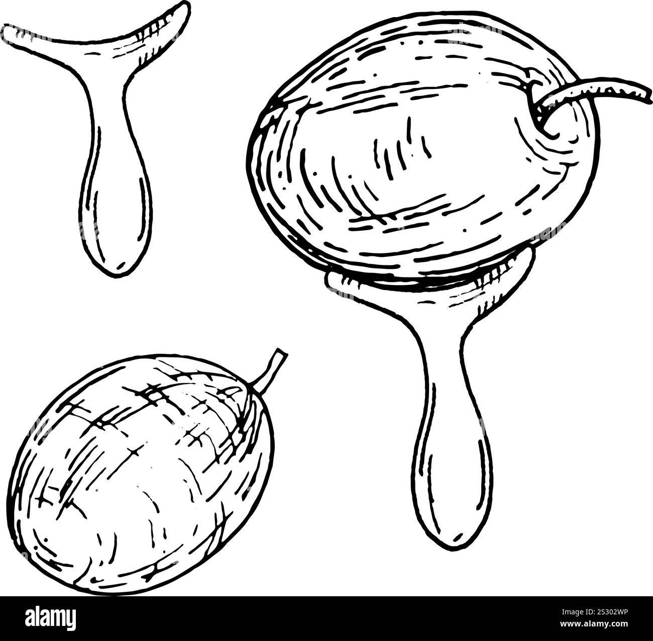 Olive branch and olives with and without pits, black and white drawing ...