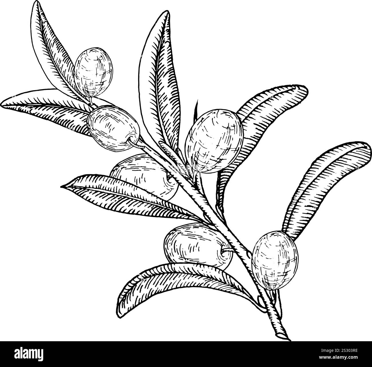 Olive branch and olives with and without pits, black and white drawing ...