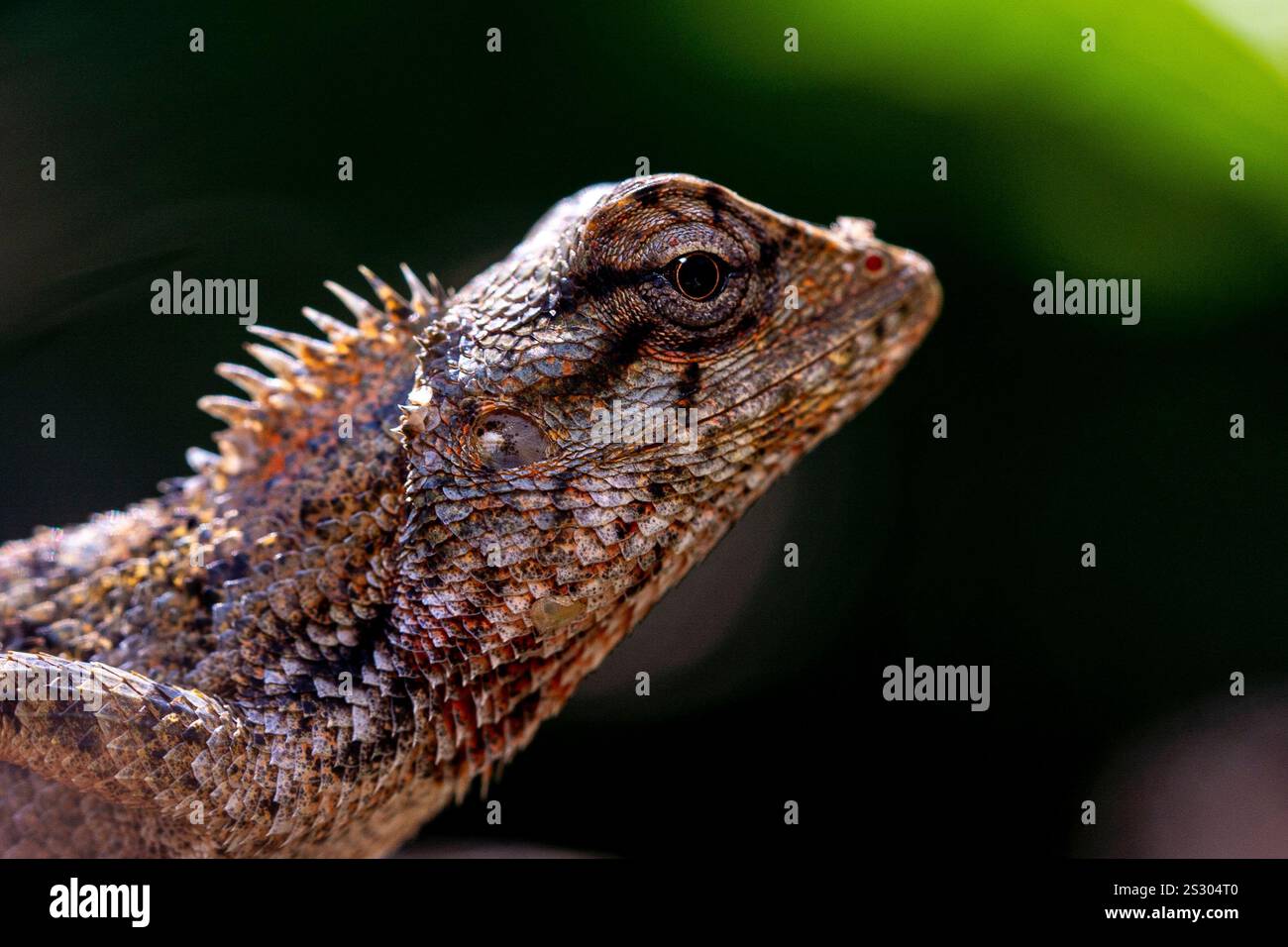 A brown and black spots Lizard's eye macro Stock Photo - Alamy