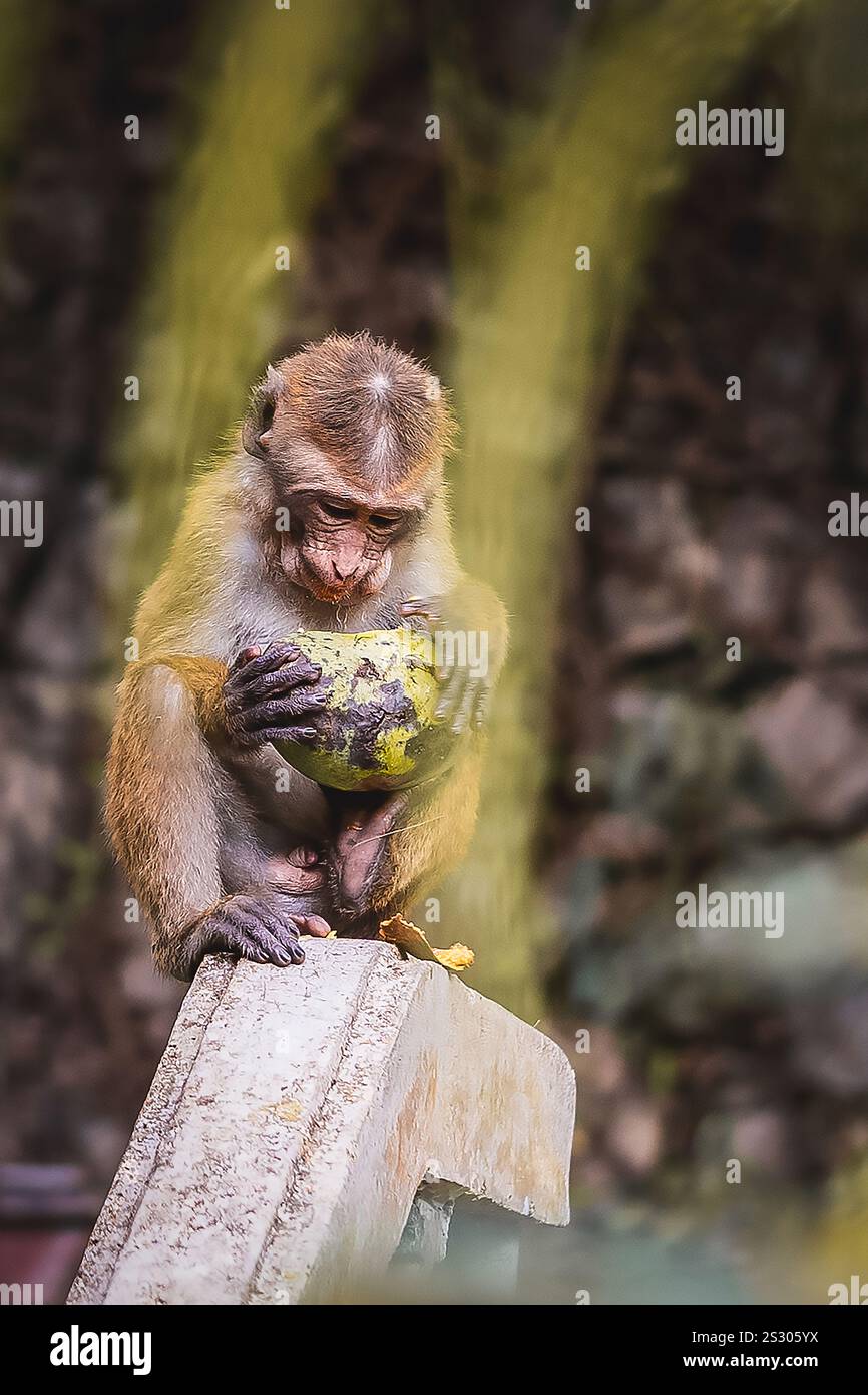Monkey eating his snack Stock Photo - Alamy