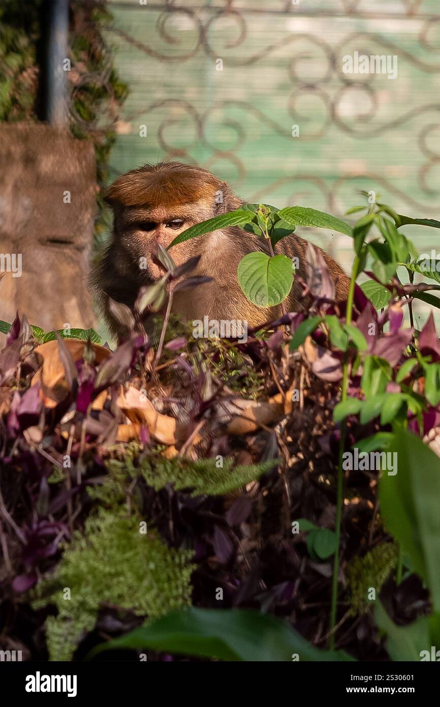 Monkey watching to hunt Stock Photo - Alamy