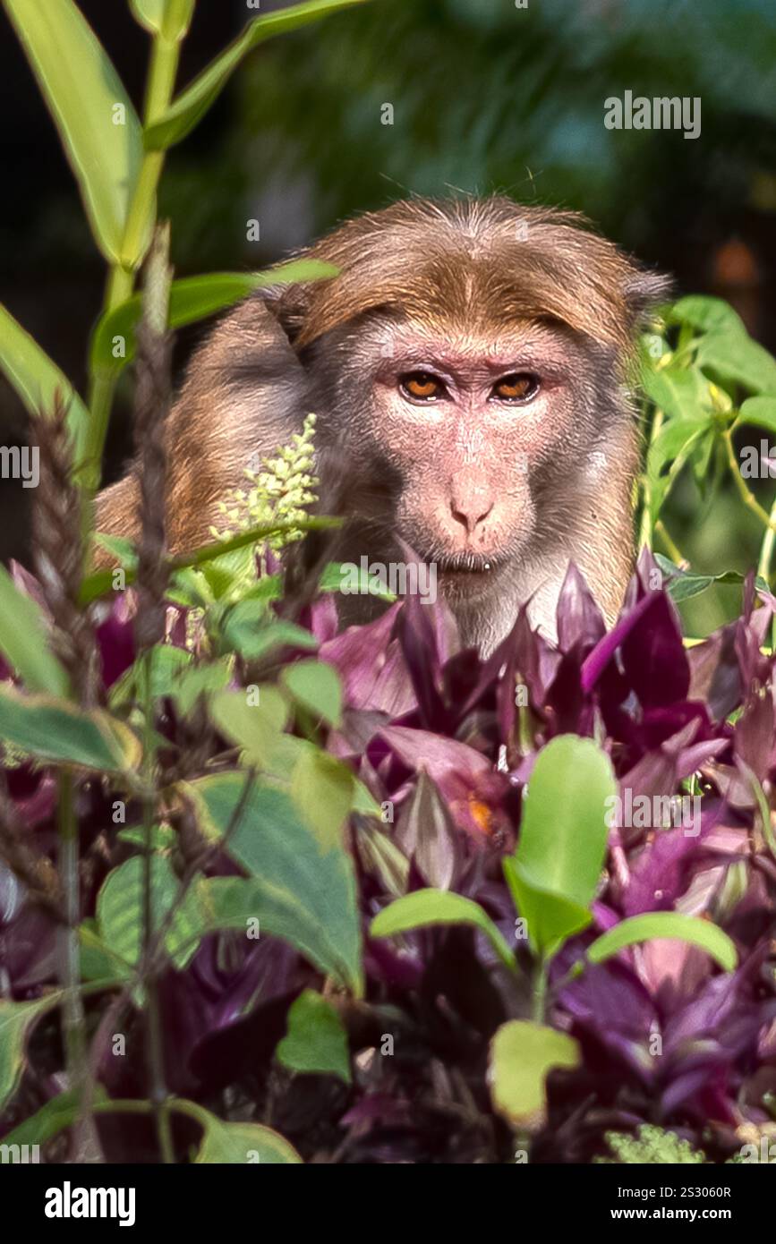 Monkey watching to hunt Stock Photo - Alamy