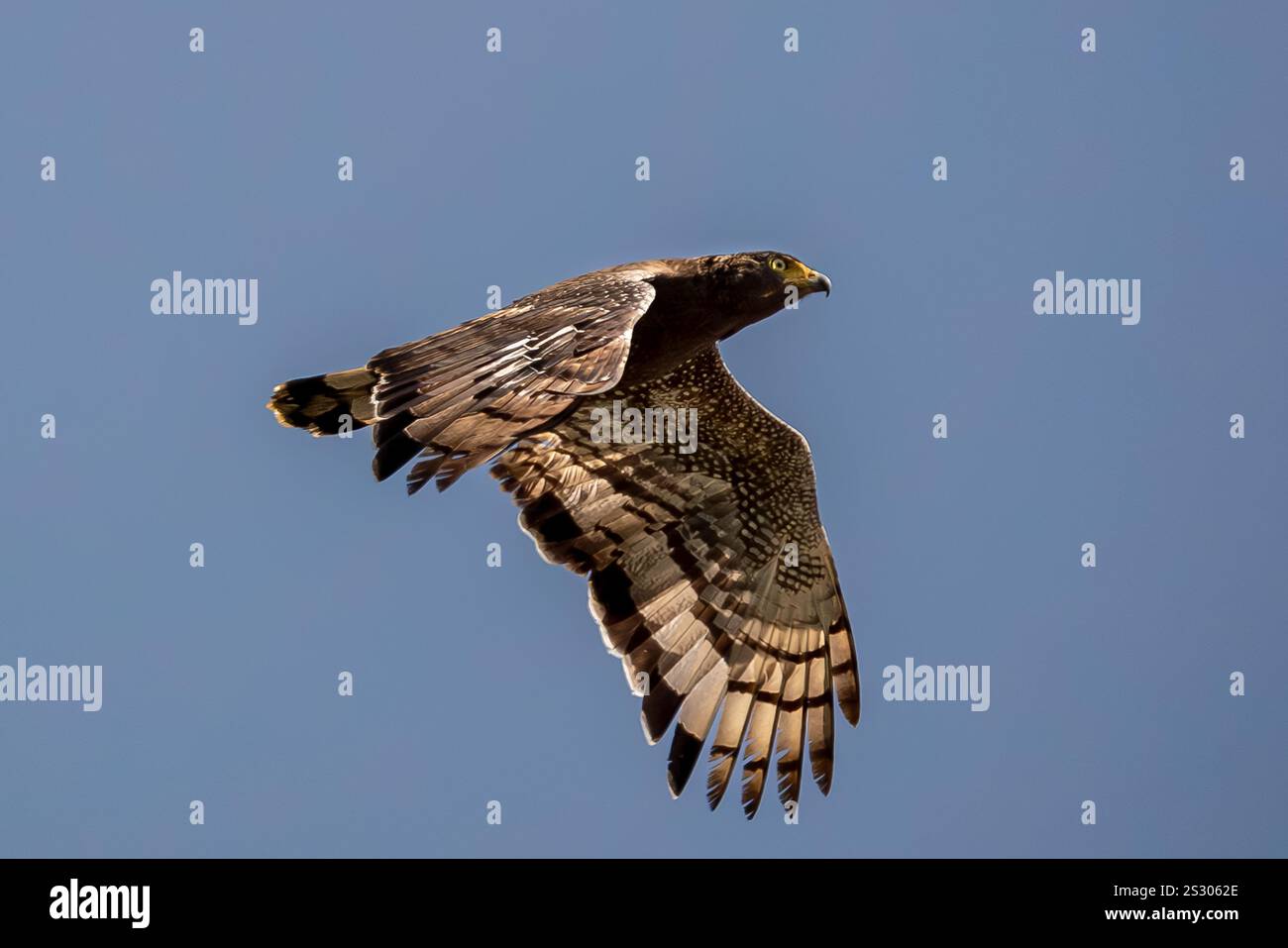 Majestic African Hawk in Flight Against a Clear Sky Captured in ...