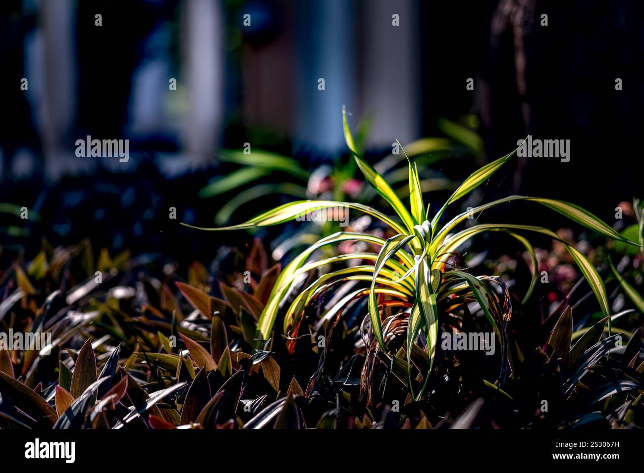 Green Leaf Plant Illuminated by Warm Morning Sunrise in Nature Stock ...