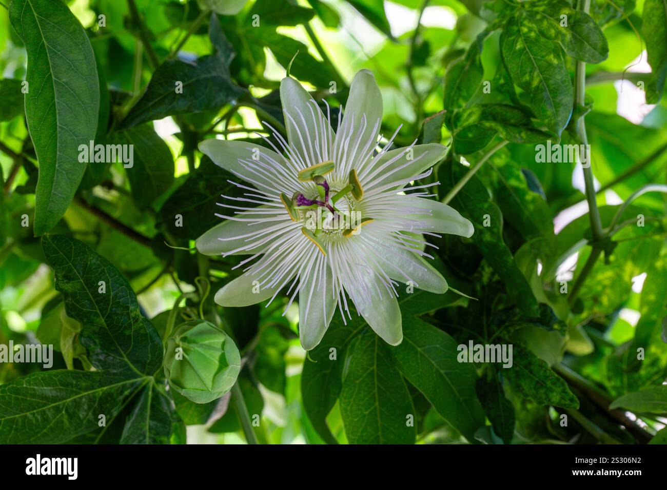 Ivy plant genus. Scientific name; Passiflora caerulea Constance Elliot ...