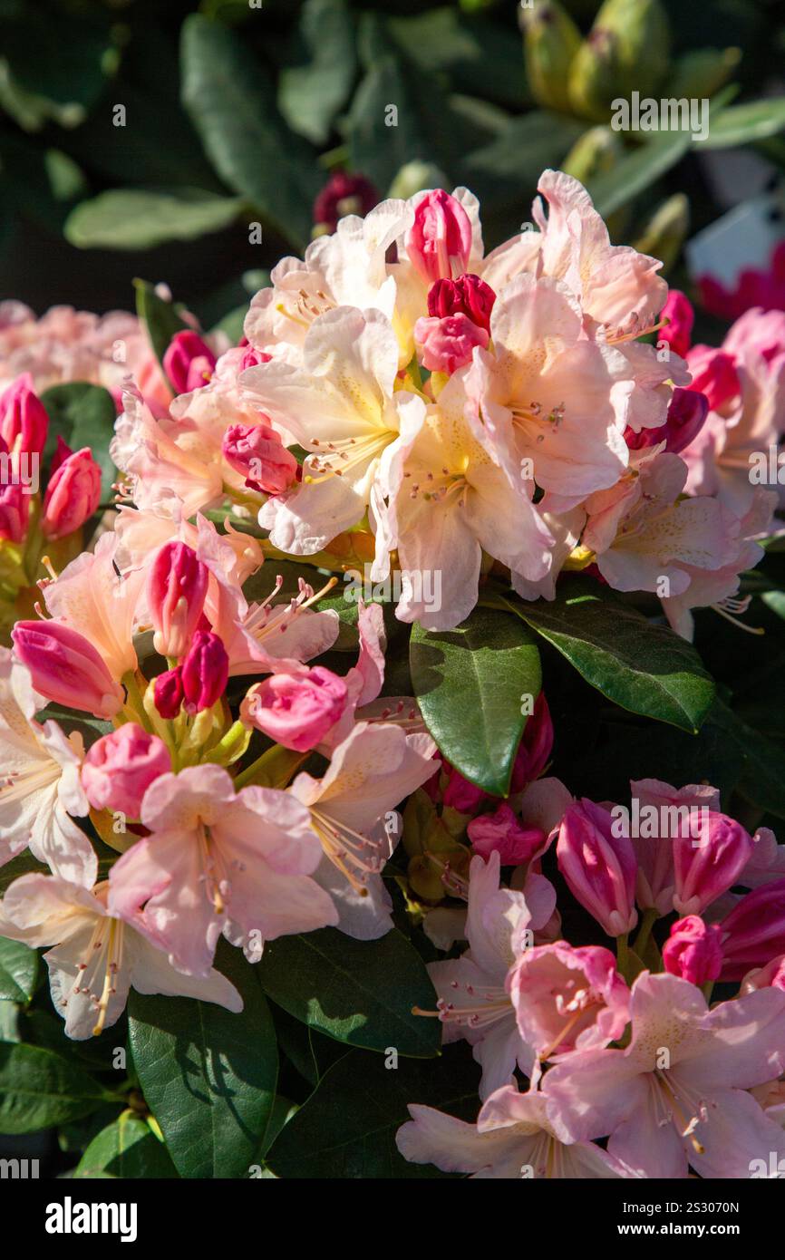 Azalea - Acelya is the name given to some plant species of the ...