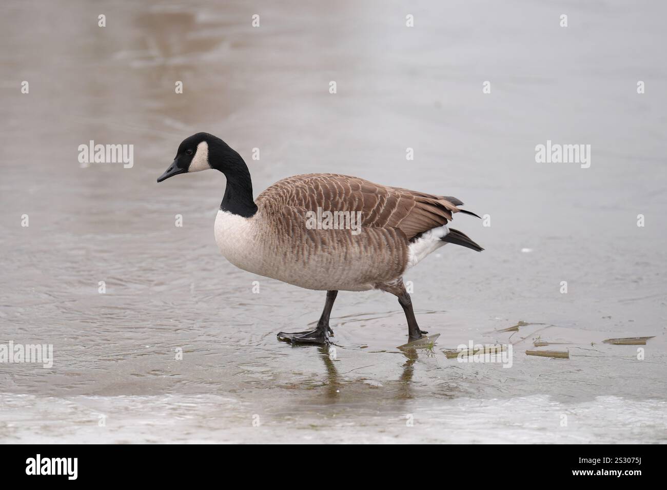 A Canada goose breaks through ice at Watermead Country Park in ...