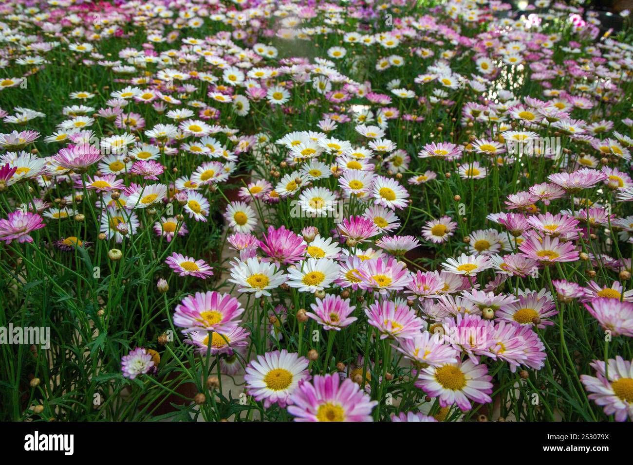 Argyranthemum frutescens madeira crested ivory. Also known as ...