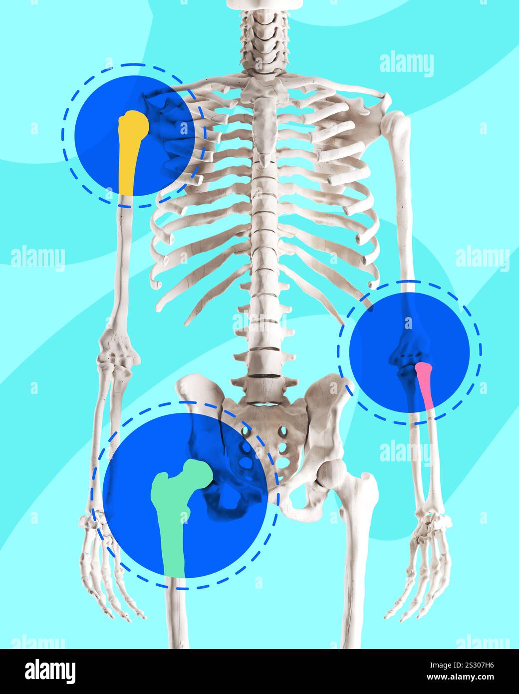 Human skeleton model with highlighted joints against bright background ...
