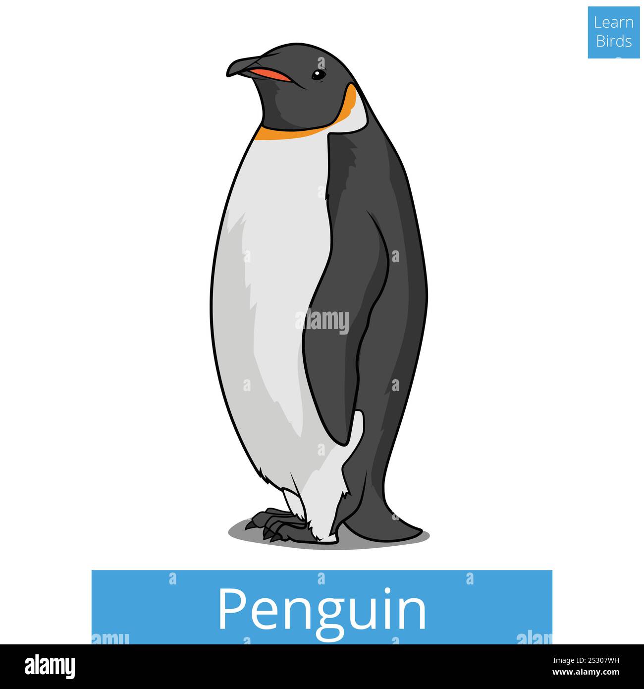 Penguin learn birds educational game vector Stock Vector Image & Art ...