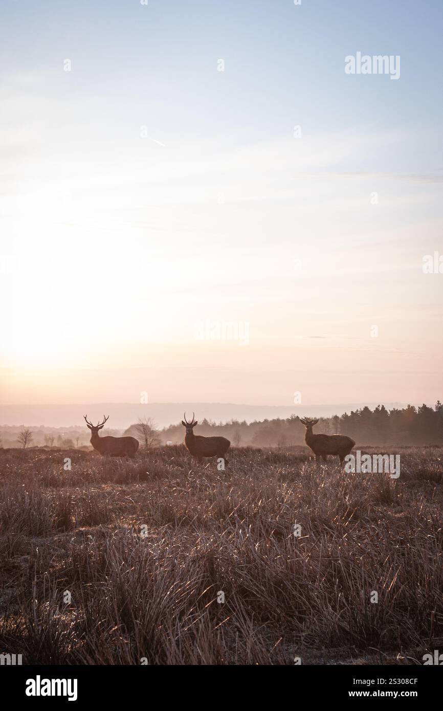 Deer in the Peak District, a very lucky shot Stock Photo - Alamy