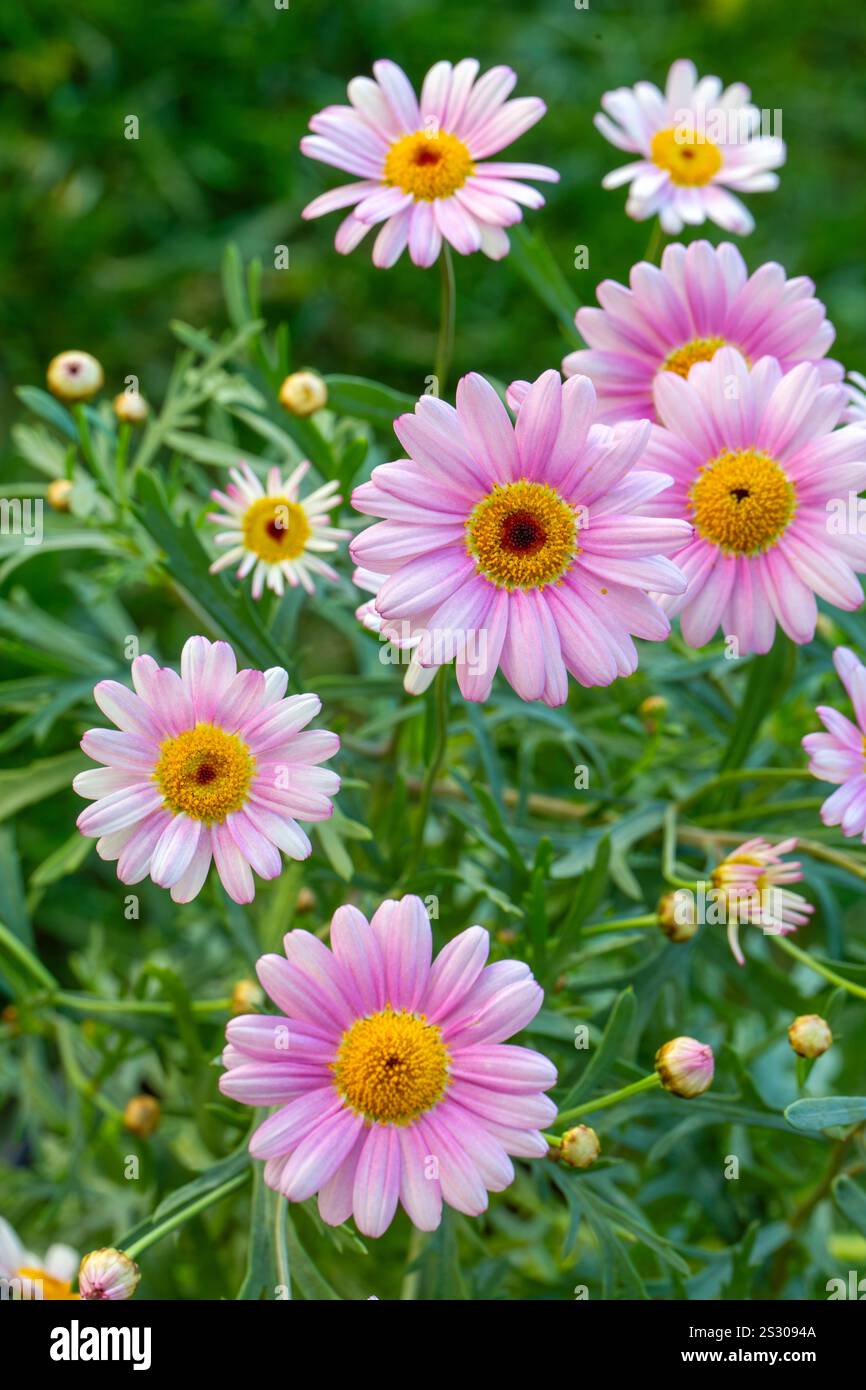Argyranthemum frutescens madeira crested ivory. Also known as ...