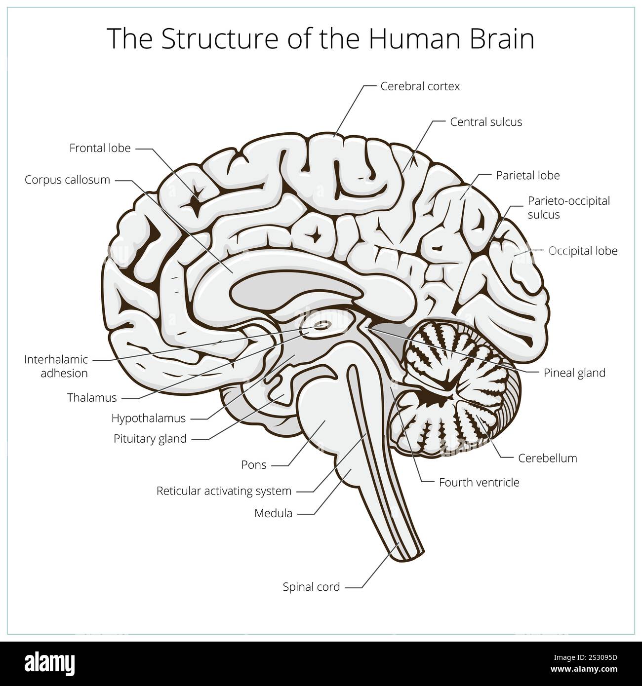 Structure of human brain section schematic vector Stock Vector Image ... Structure of human brain section schematic vector Stock Vector Image ...