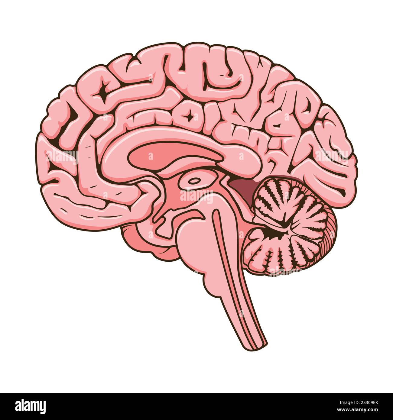 Structure of human brain section schematic vector Stock Vector Image ... Structure of human brain section schematic vector Stock Vector Image ...
