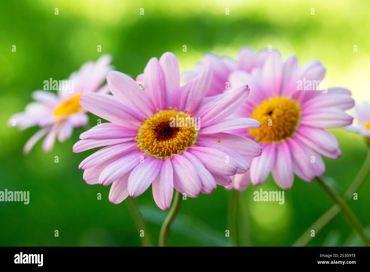 Argyranthemum frutescens madeira crested ivory. Also known as ...