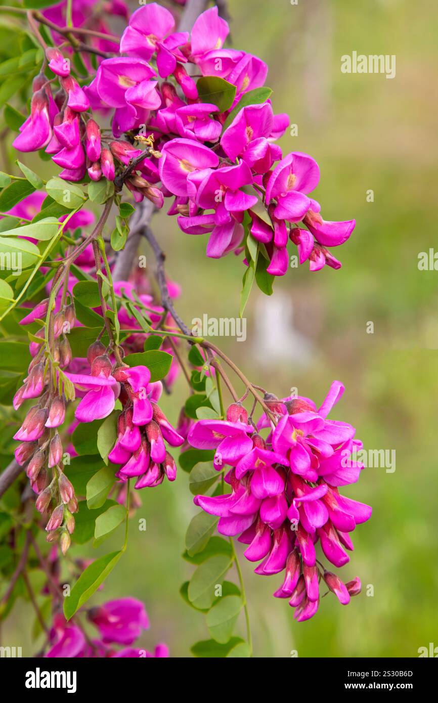 Pink colored acacia flower. Robinia hispida Stock Photo - Alamy