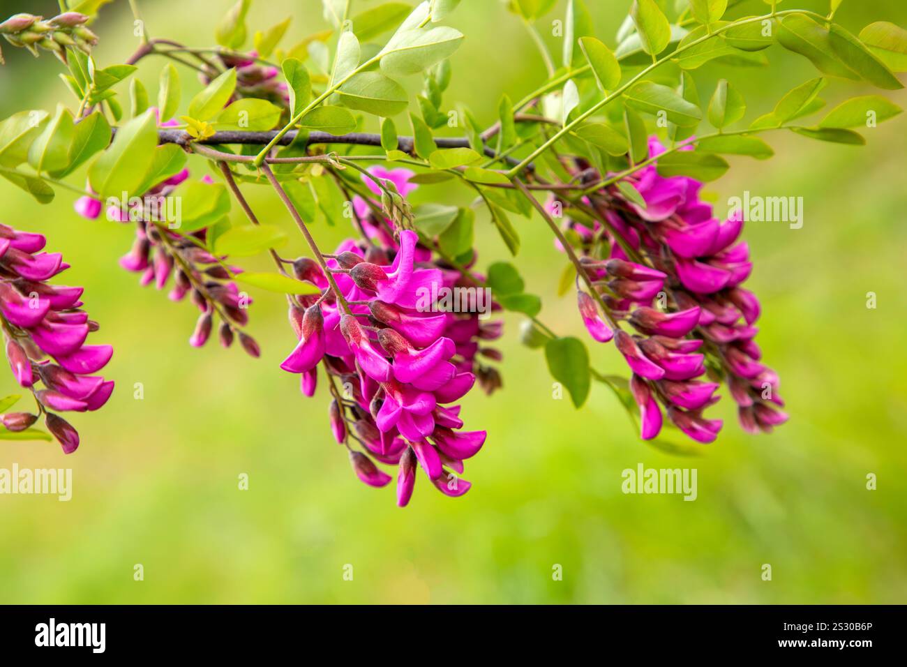 Pink colored acacia flower. Robinia hispida Stock Photo - Alamy