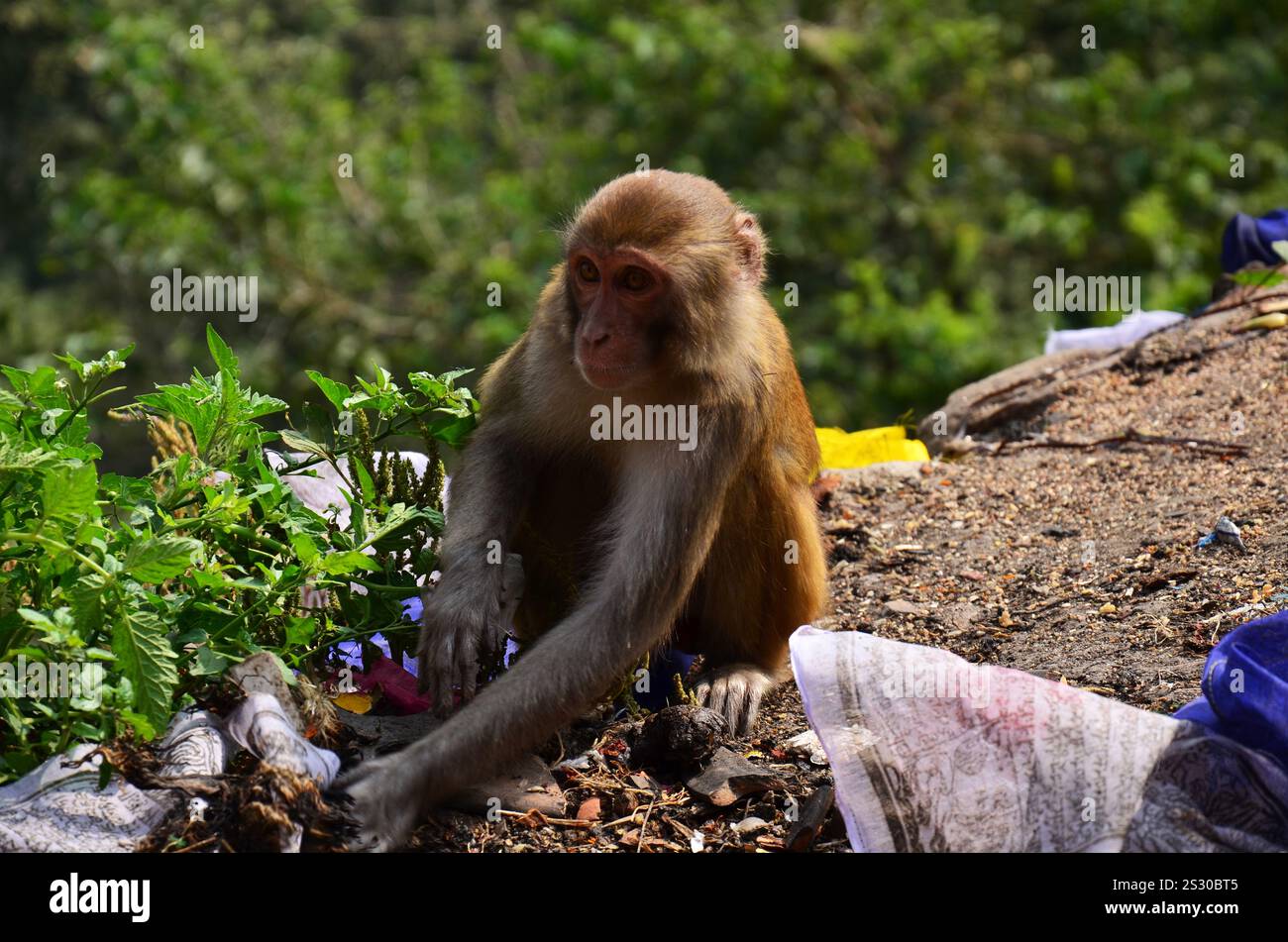 Life animals monkeys family playing eat drink and rest relax on floor ...