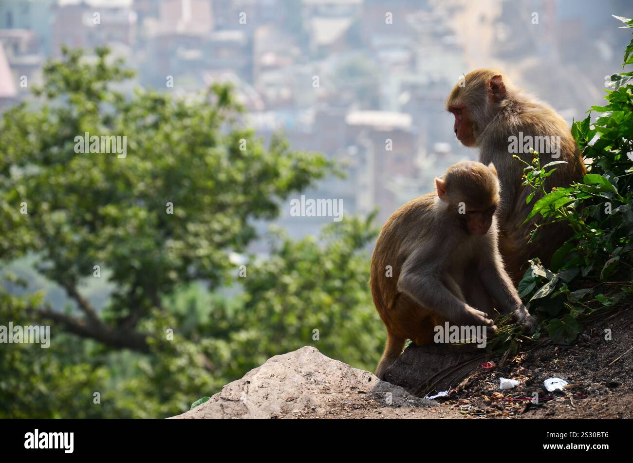 Life animals monkeys family playing eat drink and rest relax on floor ...
