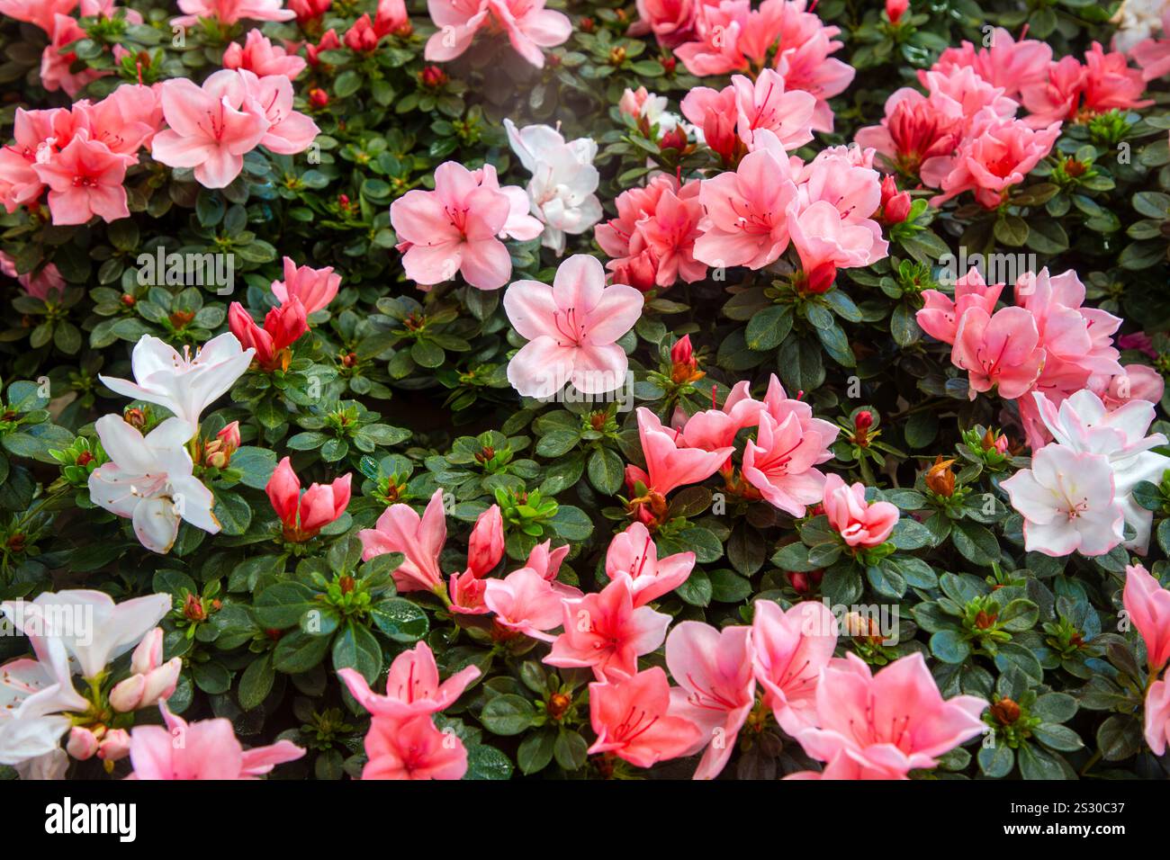 Azalea - Acelya is the name given to some plant species of the ...