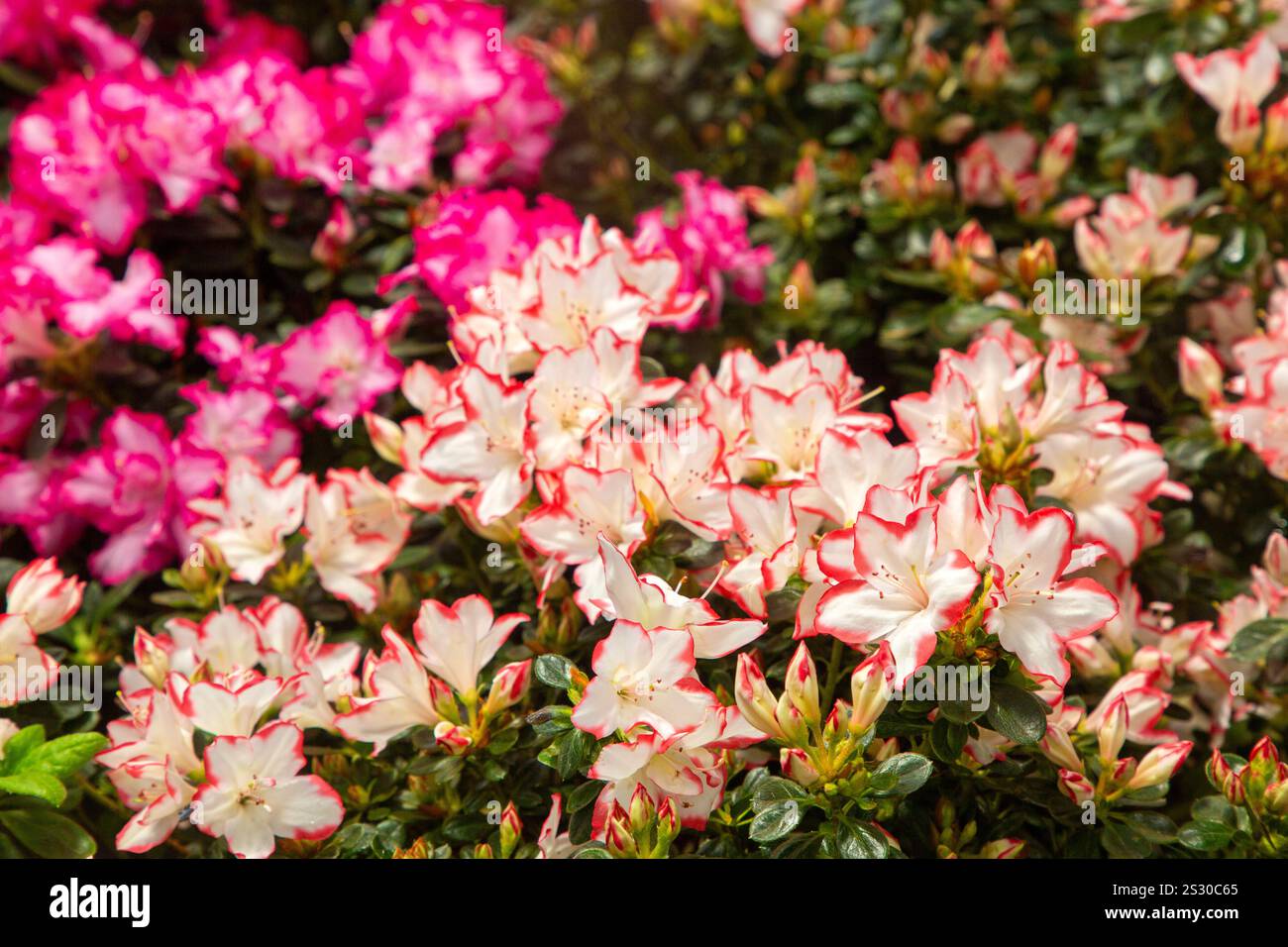 Azalea - Acelya is the name given to some plant species of the ...