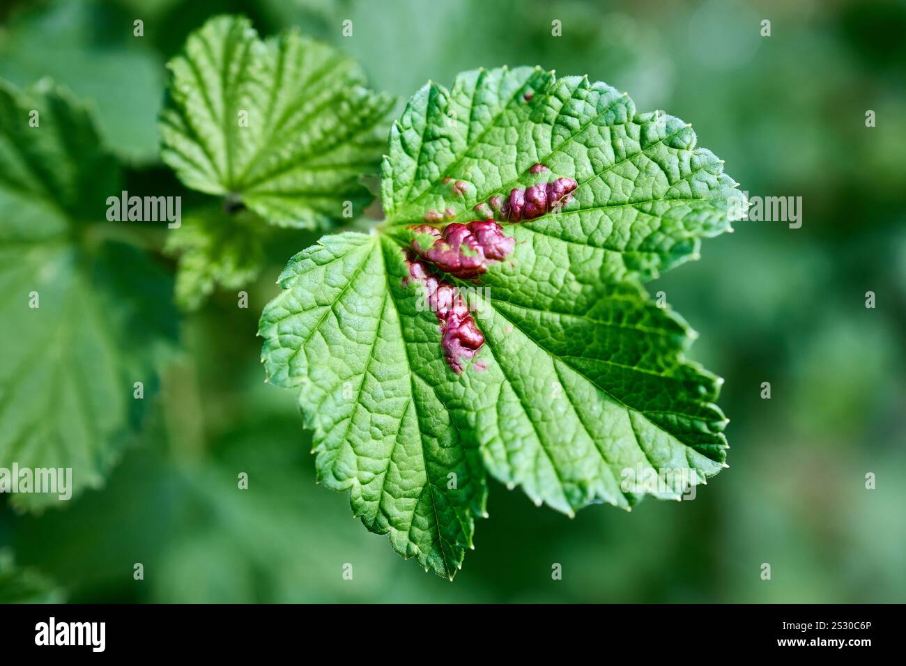 Red currant aphid or Cryptomyzus ribis produces raised and vaulted leaf ...