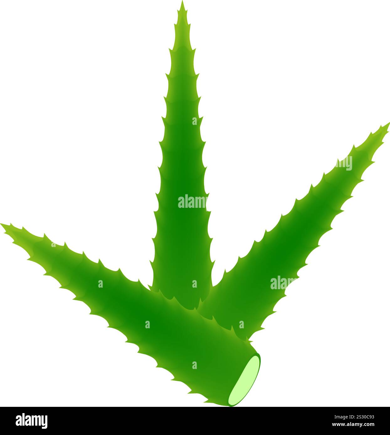 Aloe botanical detail Stock Vector Images - Alamy