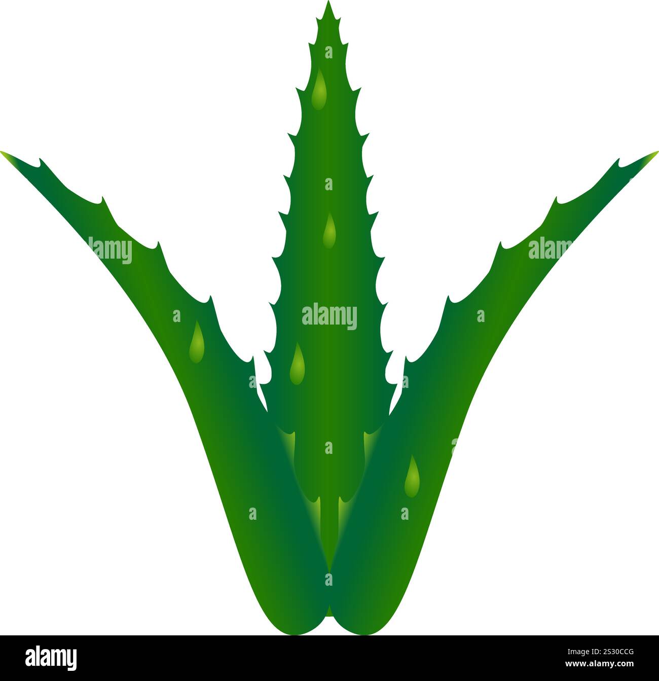 Fresh aloe vera growing Stock Vector Images - Alamy
