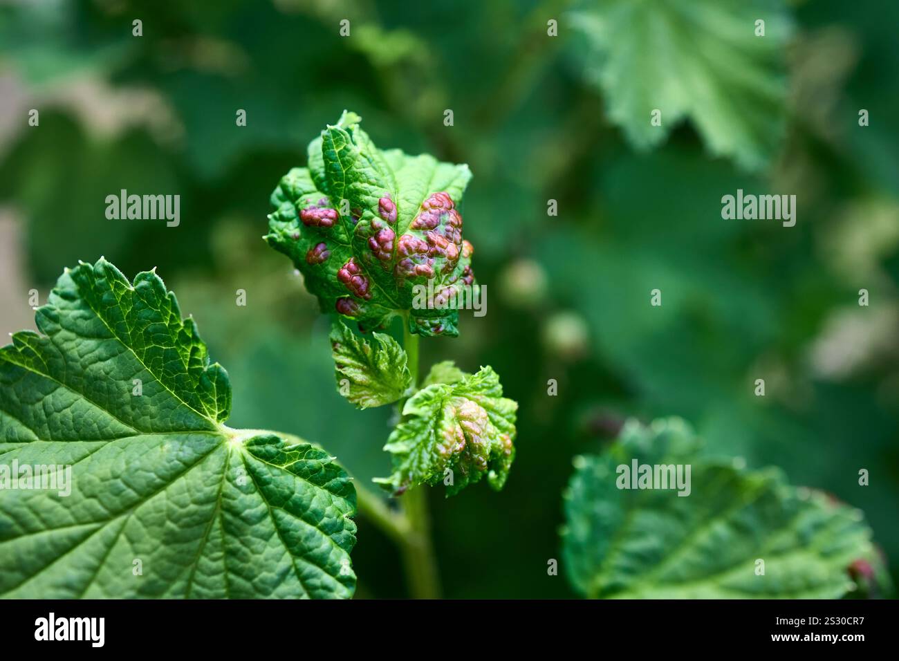 Red currant aphid or Cryptomyzus ribis produces raised and vaulted leaf ...