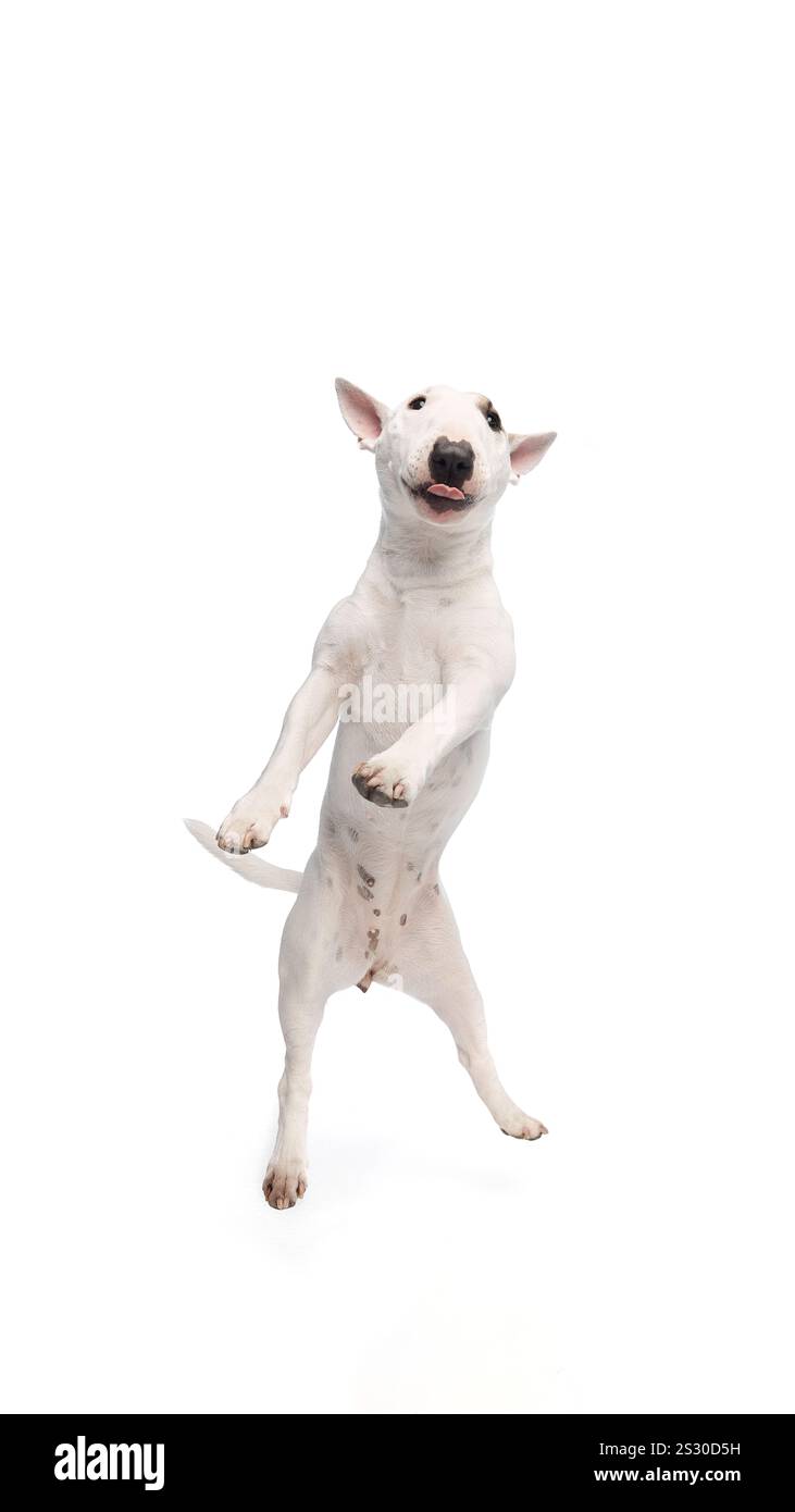 White Miniature Bull Terrier leaps, dancing against white studio ...