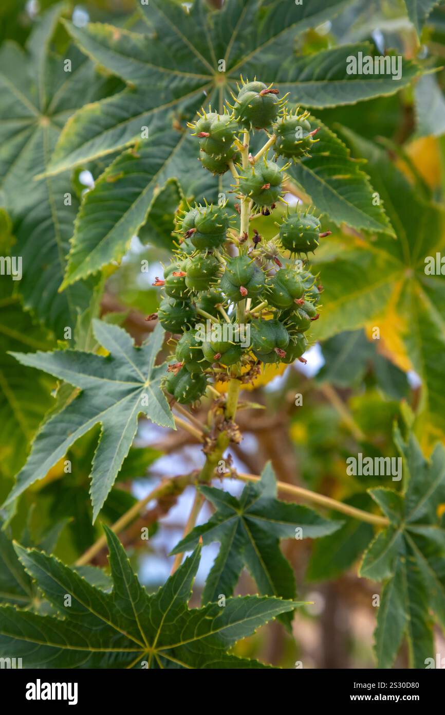 Ricinus communis, the castor bean or castor oil plant, is a species of ...