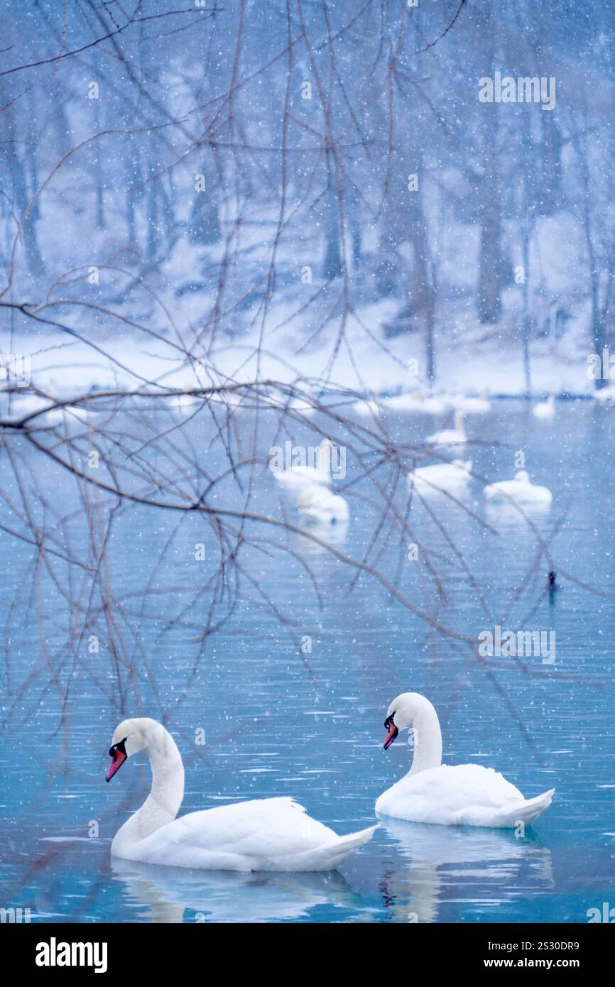Yining, China's Xinjiang Uygur Autonomous Region. 8th Jan, 2025. Swans ...