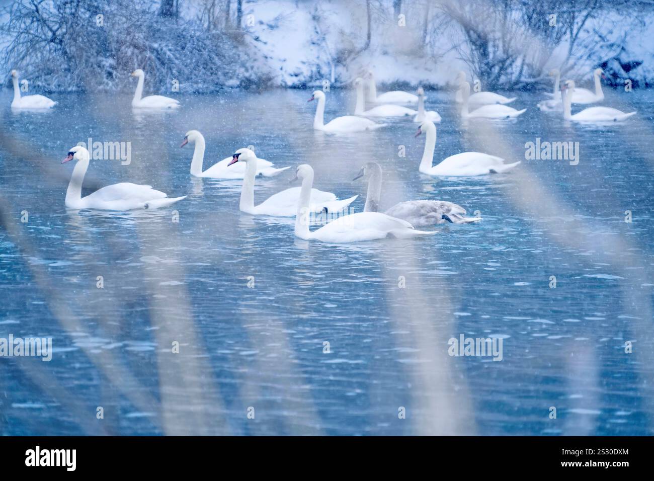 Yining, China's Xinjiang Uygur Autonomous Region. 8th Jan, 2025. Swans ...
