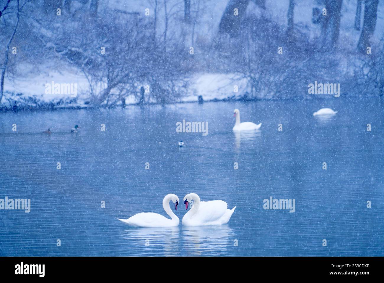 Yining, China's Xinjiang Uygur Autonomous Region. 8th Jan, 2025. Swans ...